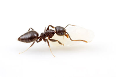These ants are active during the day - Pacific Invasive Ant Toolkit