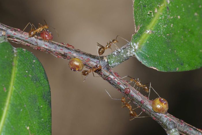 What are the problems invasive ants cause? - Pacific Invasive Ant Toolkit