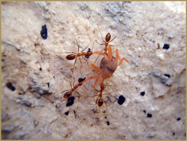 What are the problems invasive ants cause? - Pacific Invasive Ant Toolkit
