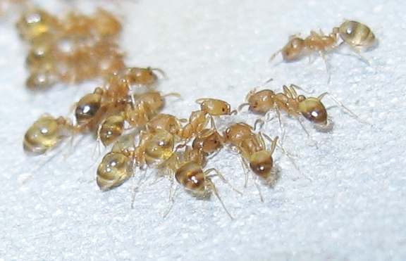 Pharaoh ant - Pacific Invasive Ant Toolkit