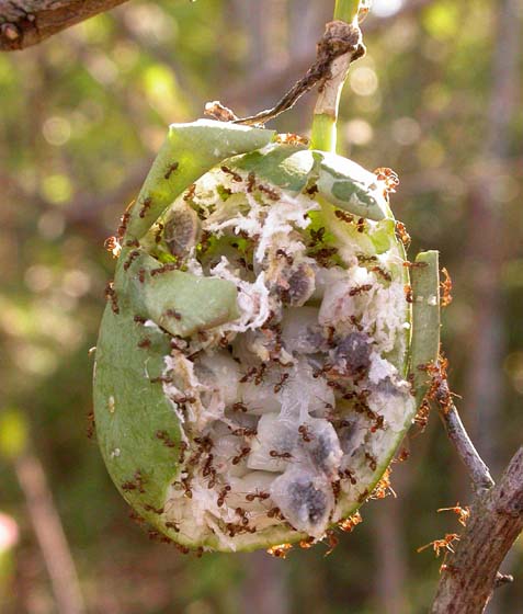 Tawny crazy ant - Pacific Invasive Ant Toolkit