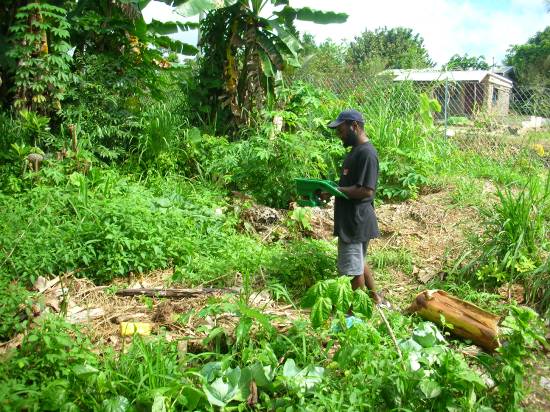 Little fire ant case studies - Pacific Invasive Ant Toolkit